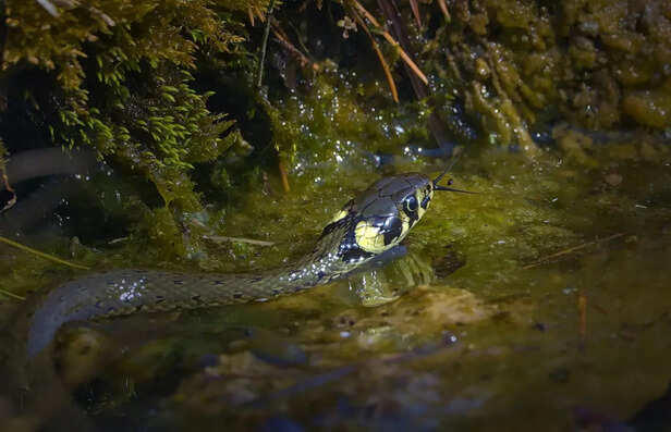 Deadly Animals Living Around Us Without Our Knowledge