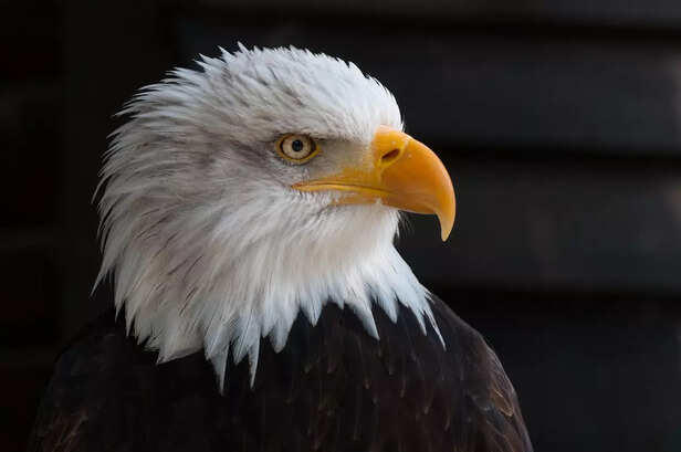 10 Harmless Animals That Look Dangerous But Aren’t
