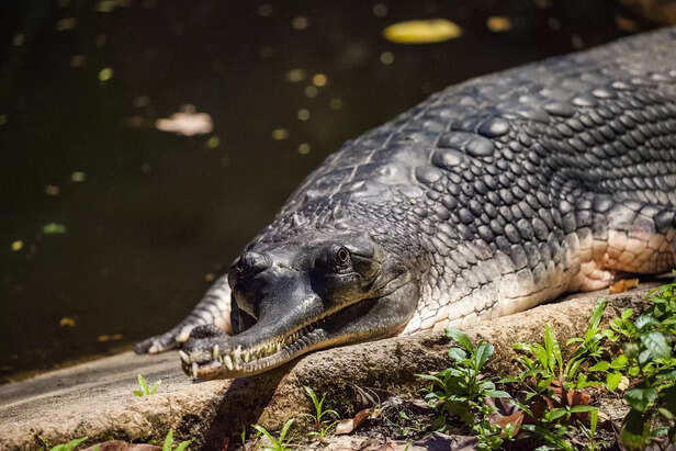 10 Harmless Animals That Look Dangerous But Aren’t