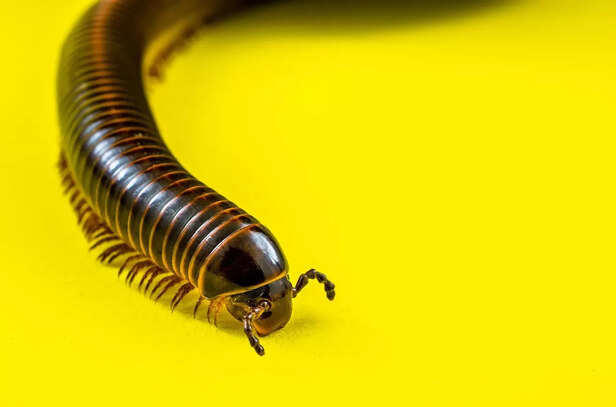 10 Harmless Animals That Look Dangerous But Aren’t
