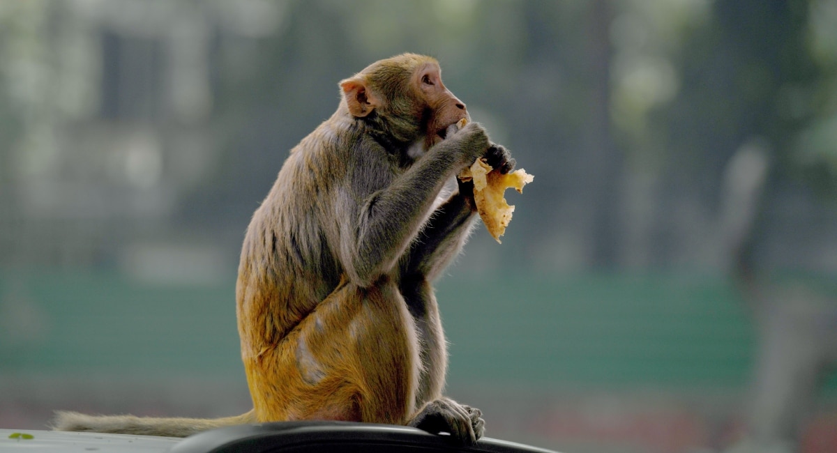 14 Monkeys Found Dead In UP Village, Poisoning Suspected