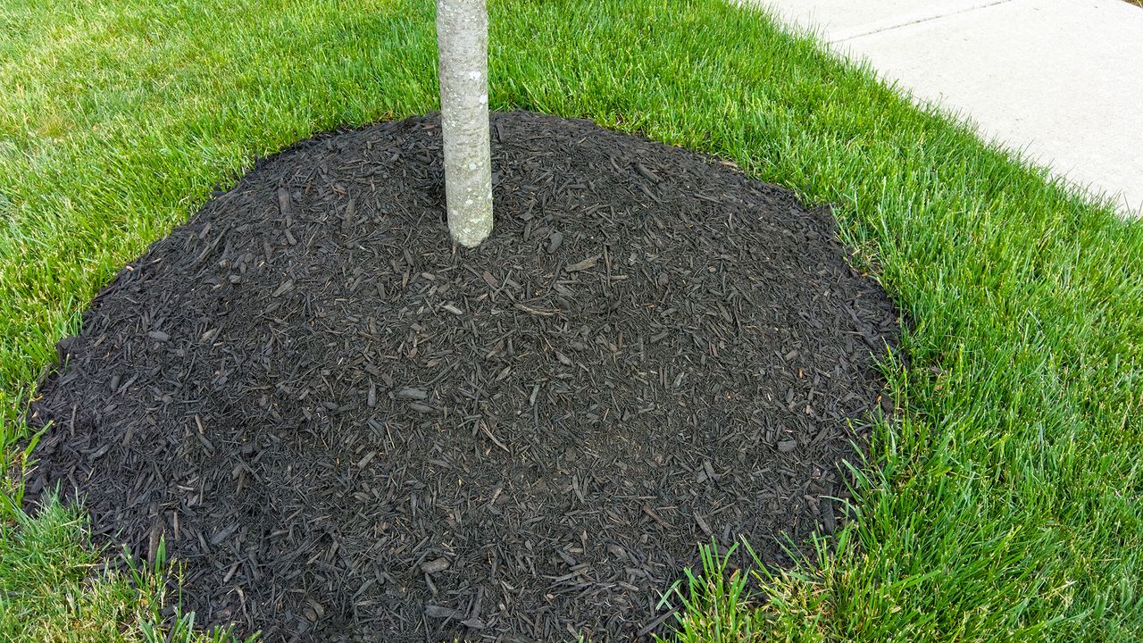 I’ve been making this big mistake when mulching my trees — experts warn ...