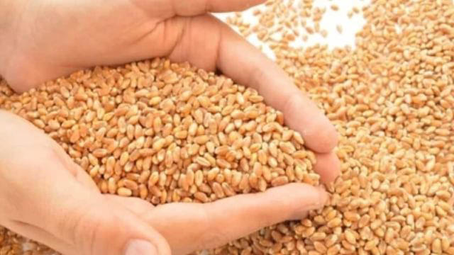 काम की खबर: गेहूं के बीज पर 2000 रुपये प्रति क्विंटल सब्सिडी, लेकिन इन ...