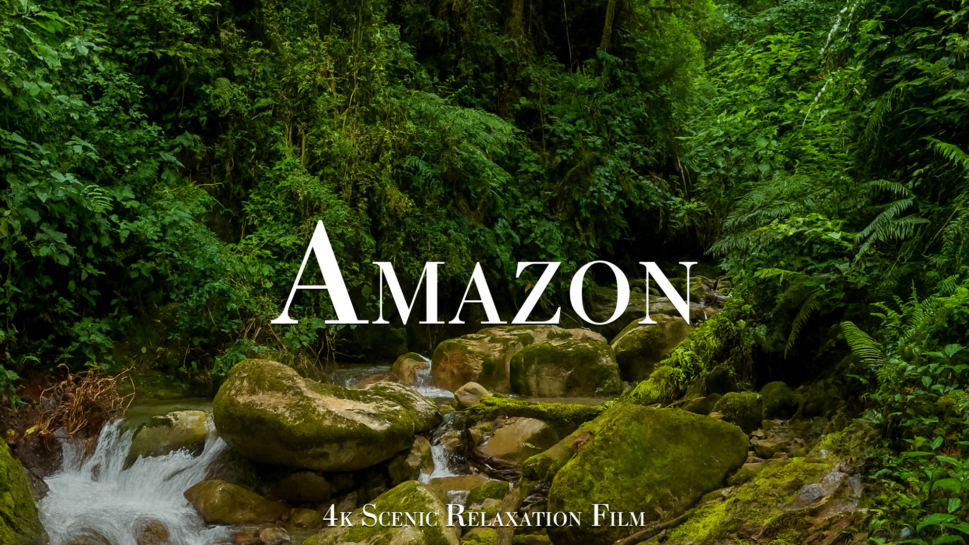 When the Camera Just Watches – The Amazon in 4K