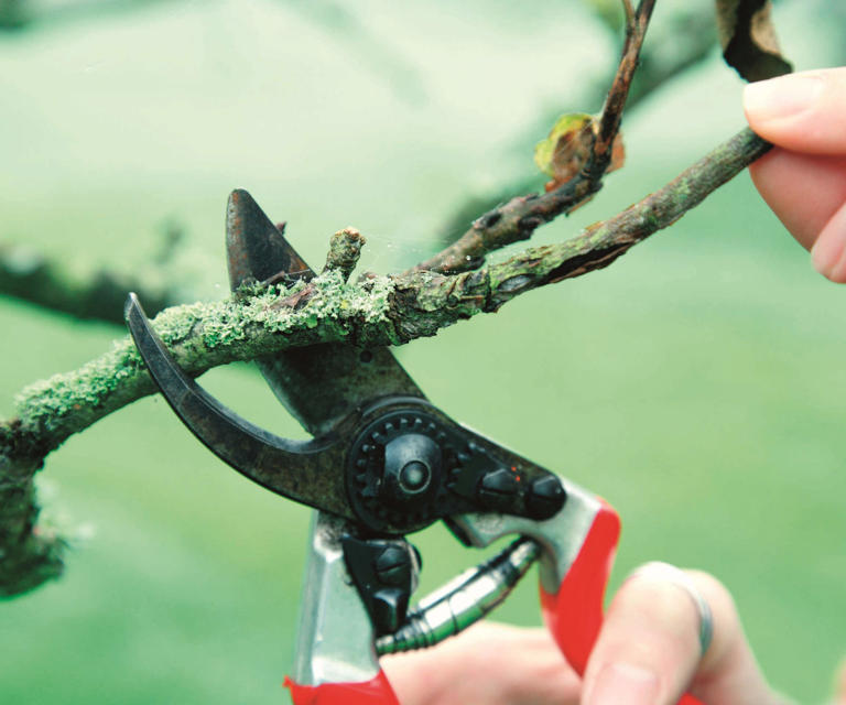 These essential pruning tools make any trimming easier – see our tried ...