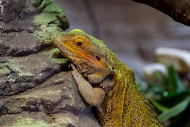 Bearded dragons are becoming world's most loved and favourites pets