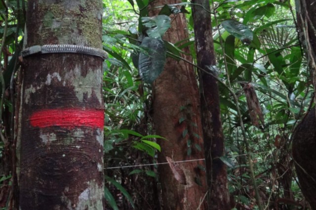 Scientists issue warning after discovering concerning phenomenon in trees: 'Simply not keeping up'