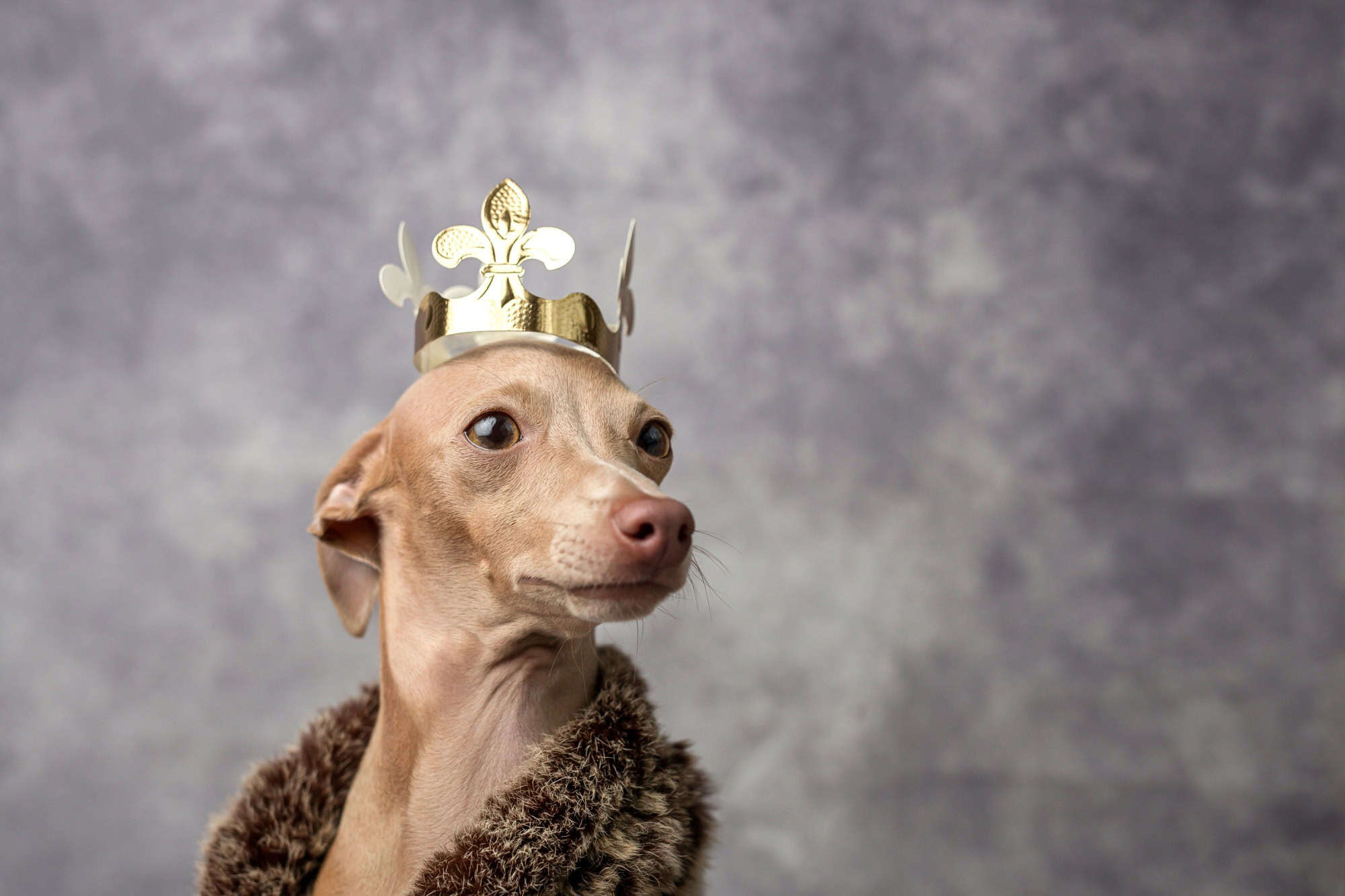 12 pets that made history alongside their famous owners