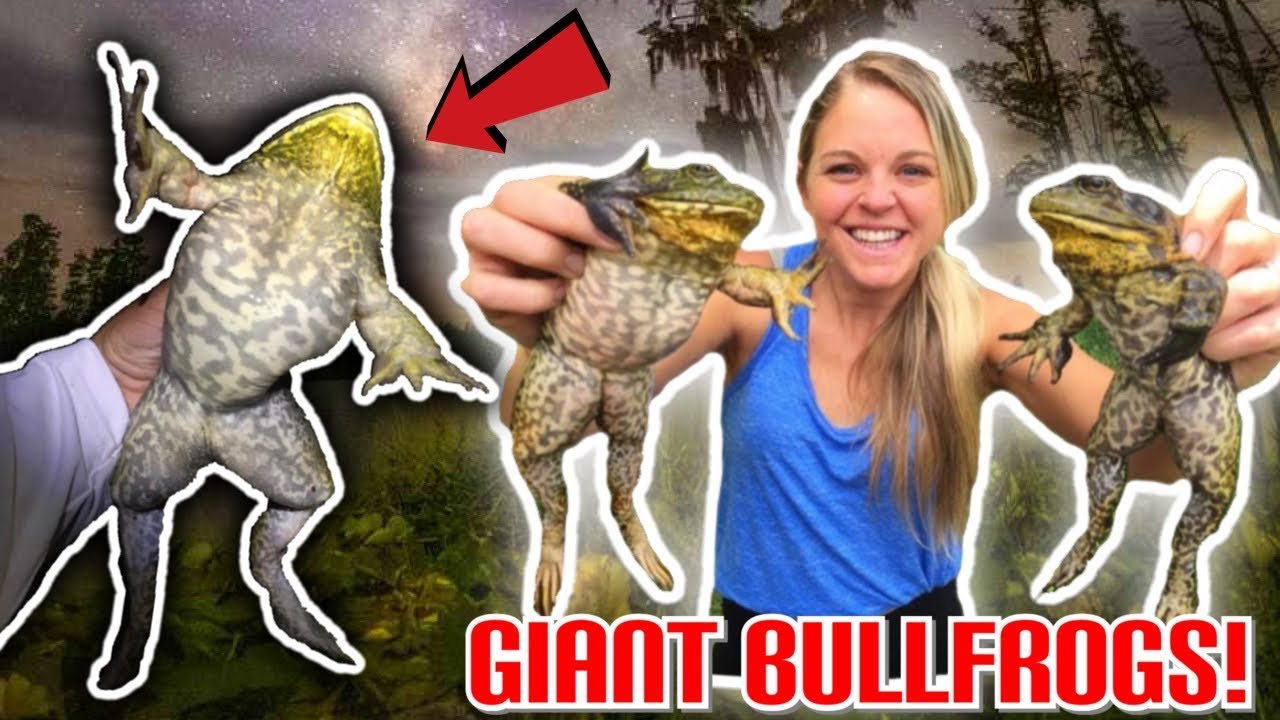 Catching Giant Bullfrogs: Extreme Frogging Tips