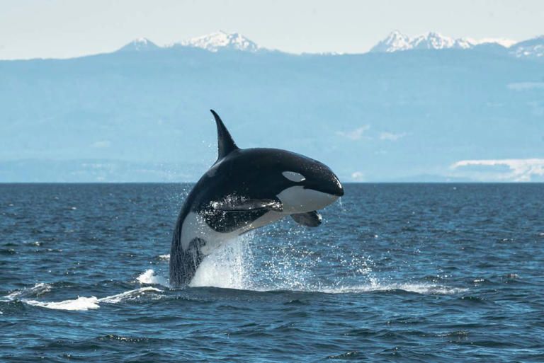 A gang of killer whales has been attacking ships — and they’ve developed a new language to do so