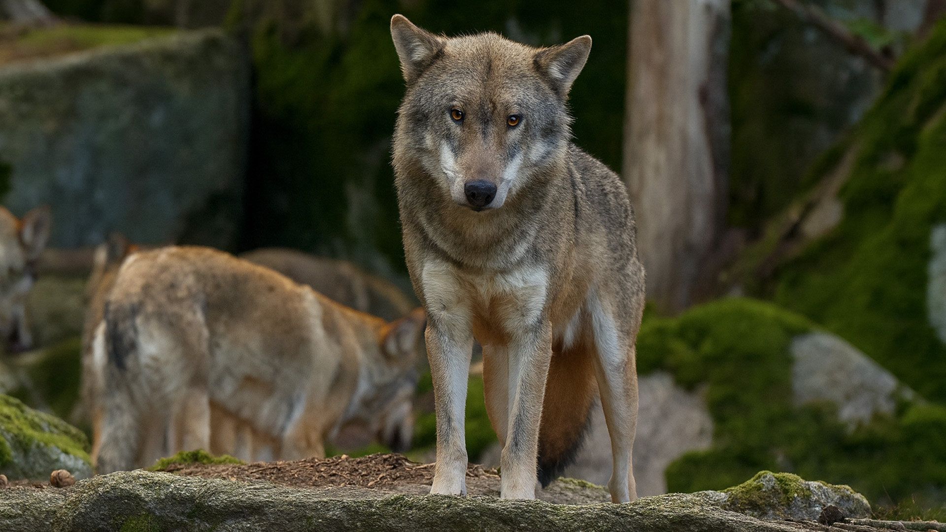 Predators on the Move – Encounters in the Wild