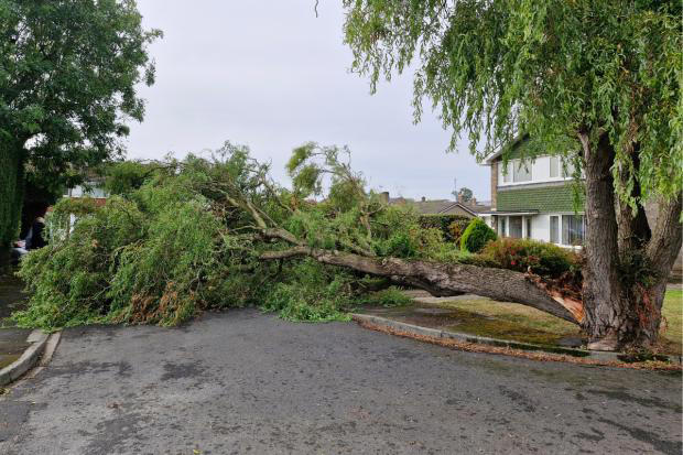 Tree falls and blocks road in residential York street