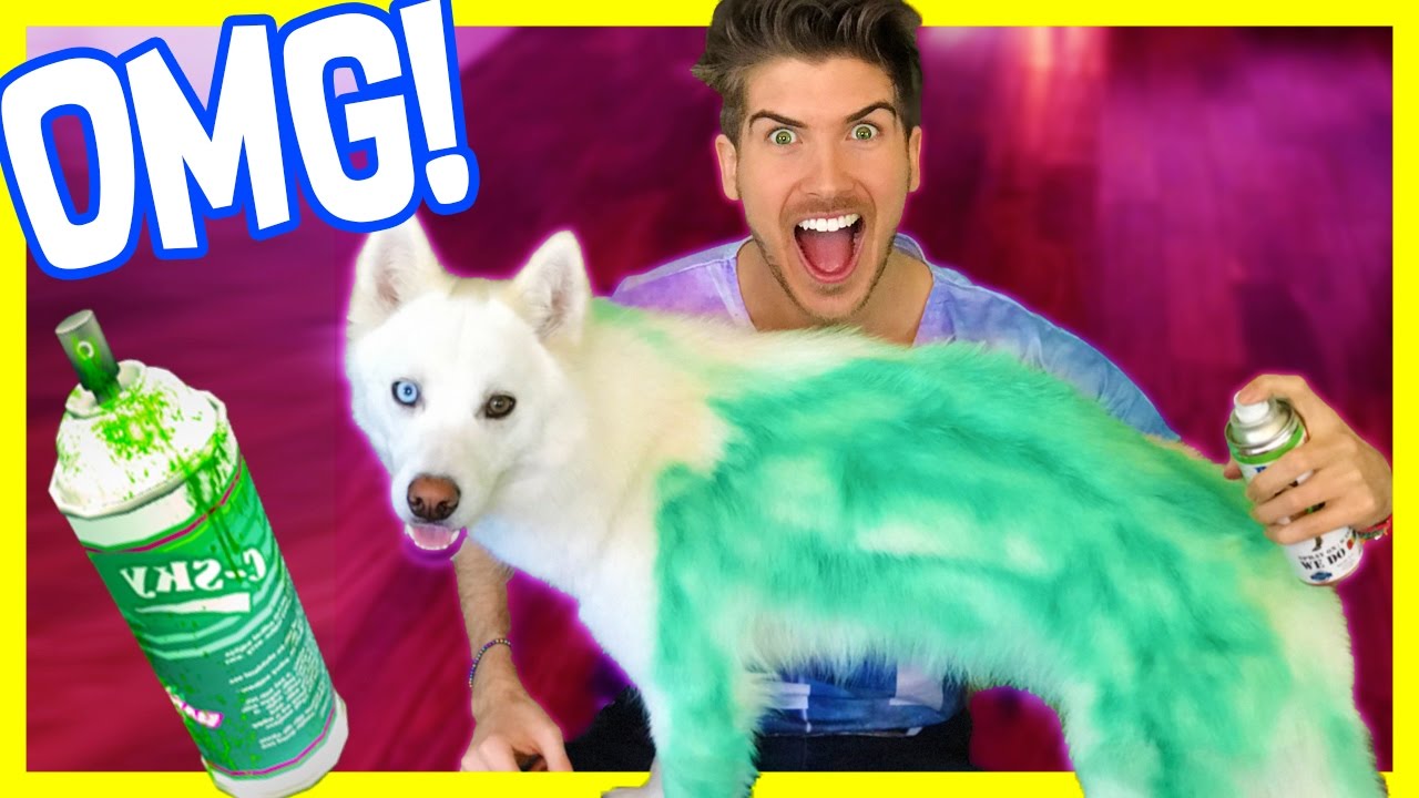 Puppy Gets a Colorful Makeover with Washable Paint