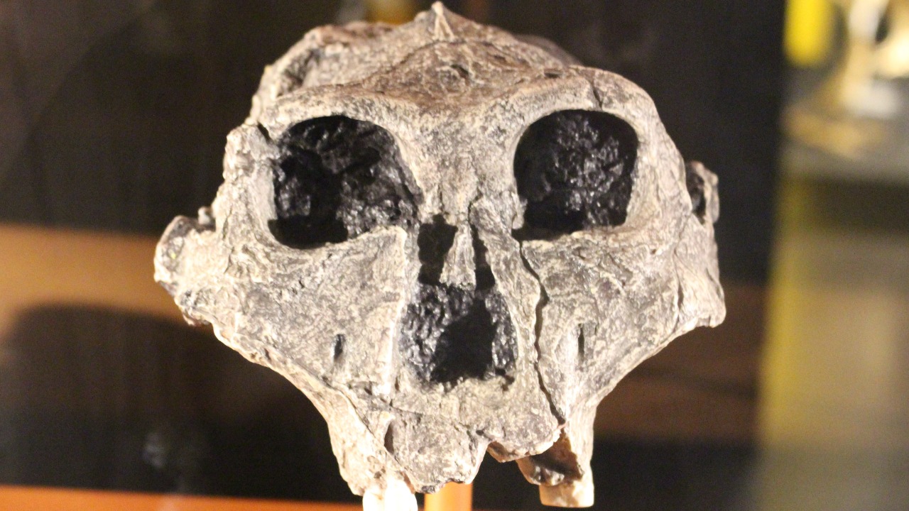 Researchers find fossils suggesting intelligent tool use pre-humanity