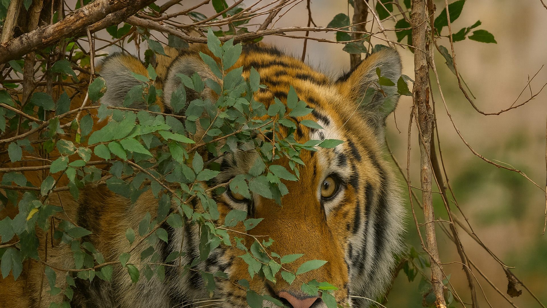 Wild Predators – Close-Up Moments