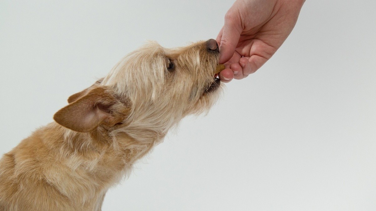 6 things your dog does before begging for food