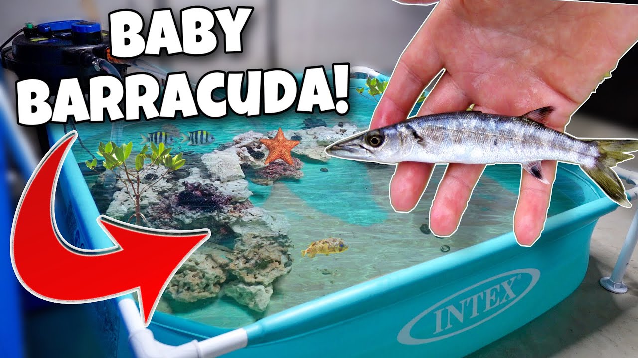 Catching BABY BARRACUDA For My MINI SALTWATER POND!!