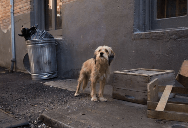 From Lassi to Toto: Some of our favorite famous animal actors