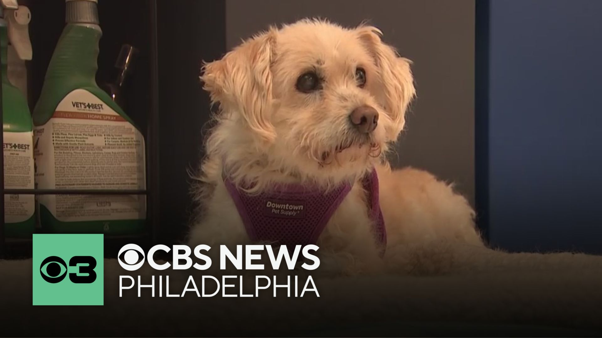 Your dog may not be able to read a clock, but it could still sense what ...