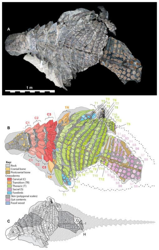 Scientists Stunned by Dinosaur Fossil With Skin So Intact It Looks Alive