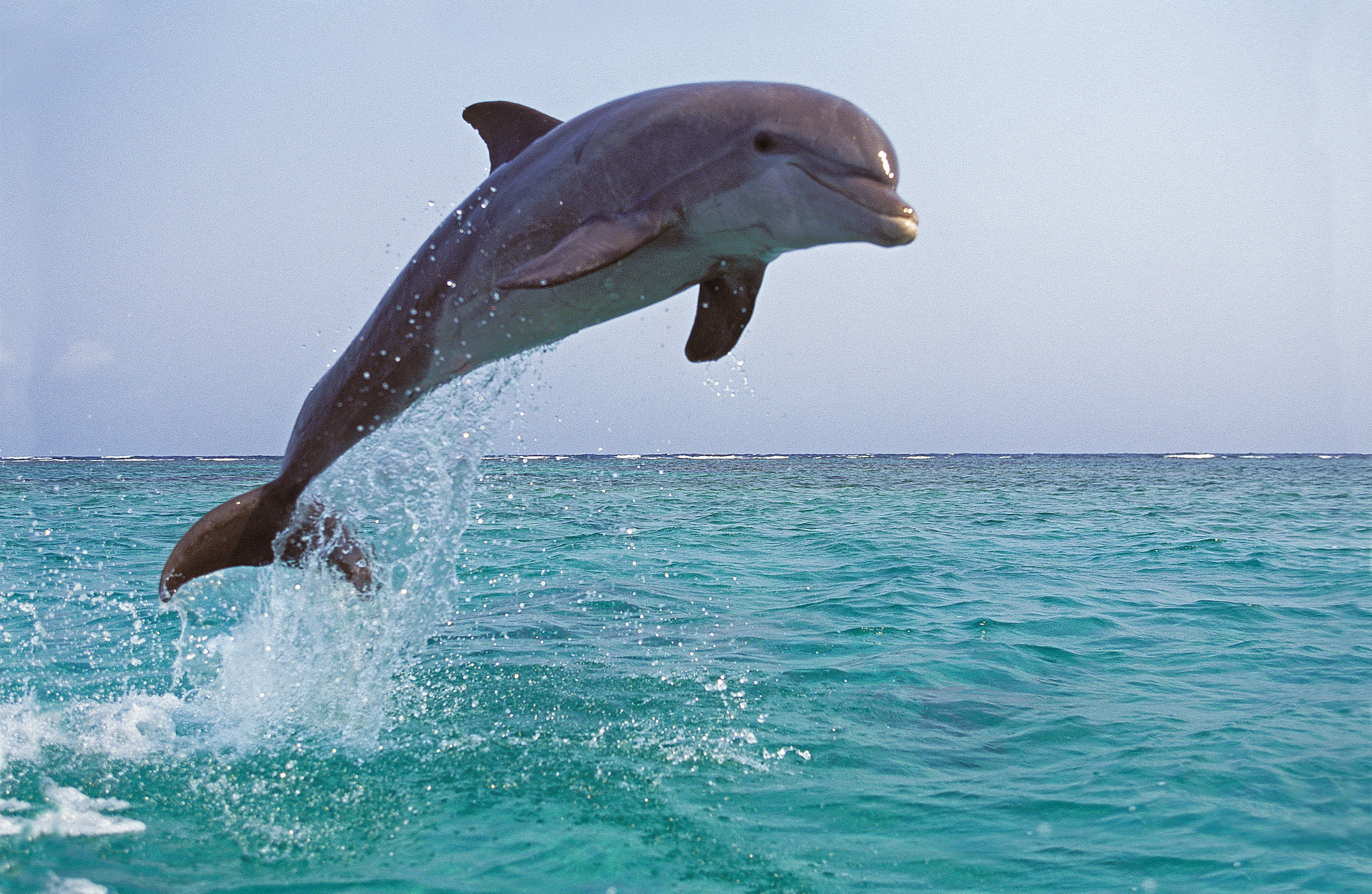 From Lassi to Toto: Some of our favorite famous animal actors