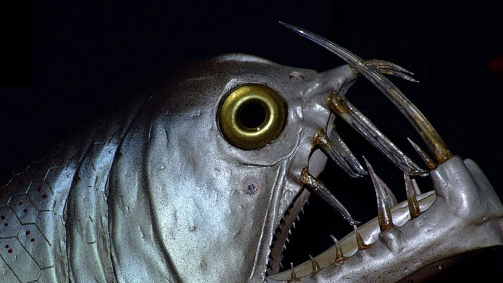 Terrifying Deep Sea Monsters to Keep Us Firmly on Land