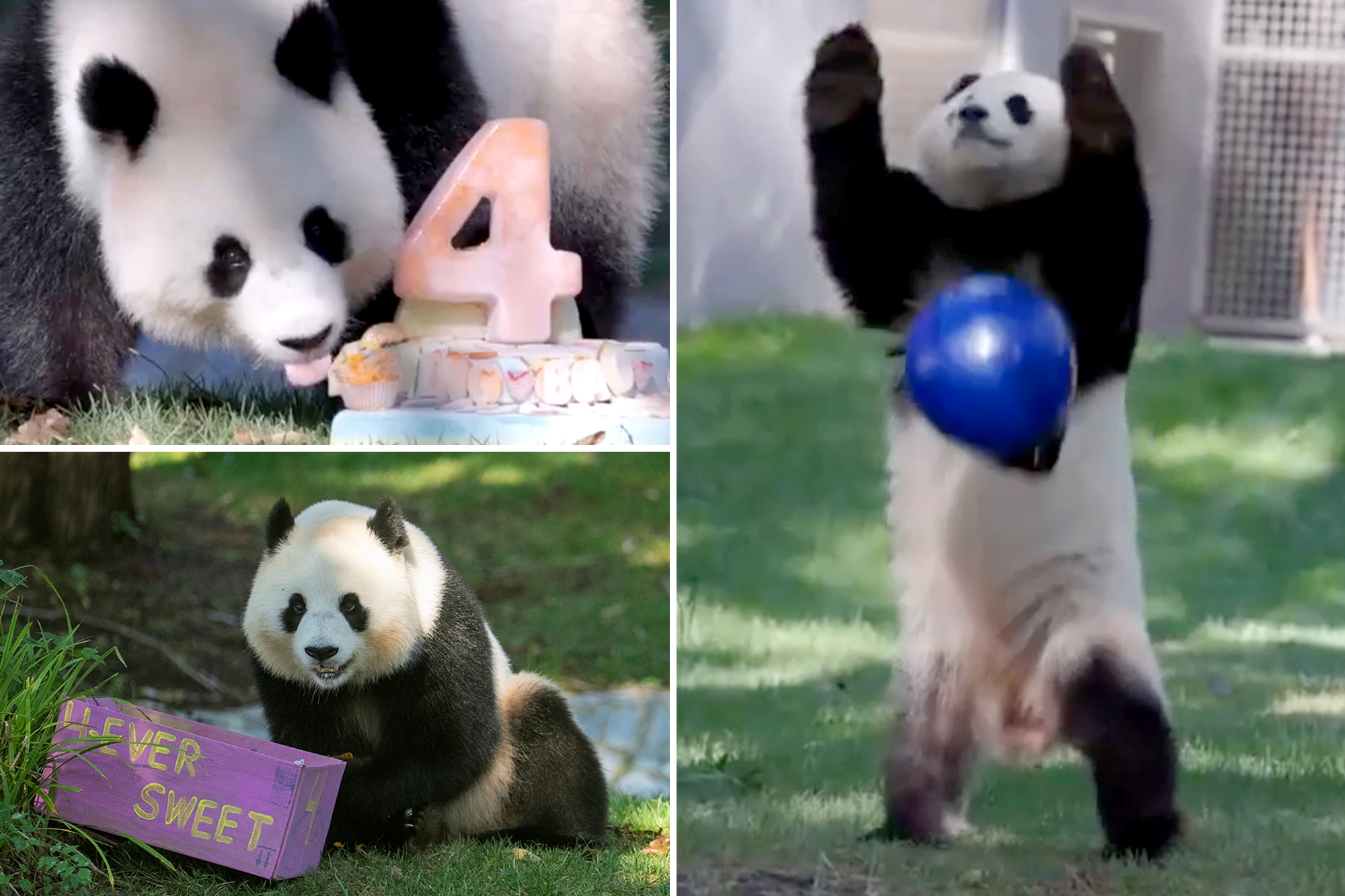 Smithsonian’s birthday bash for 4-year-old panda is too much cuteness ...