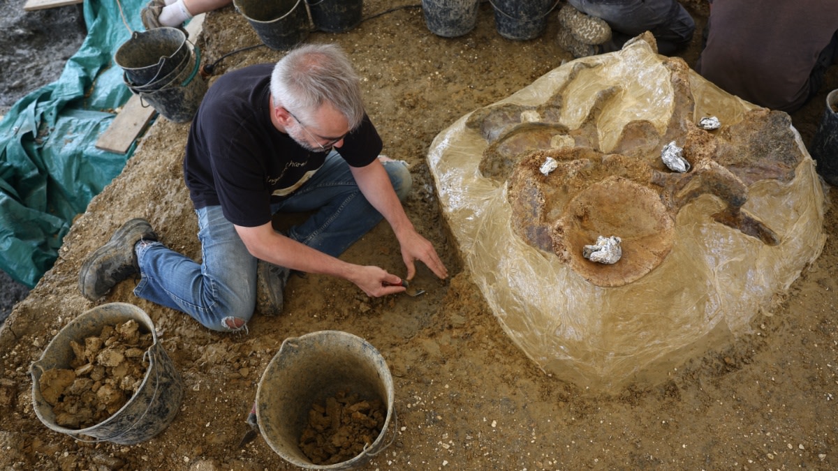 Archaeologists Discover New Predatory Dinousar Species. It's Called ...
