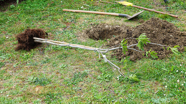 How To Salvage Plants That Wind Up Uprooted