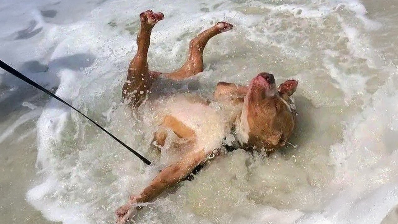 Dog’s hilarious reaction to his first ocean splash