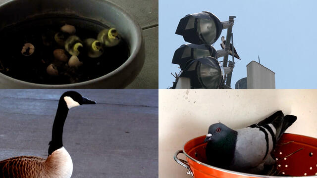 Birds That Set Their Nests Up in Strange Places