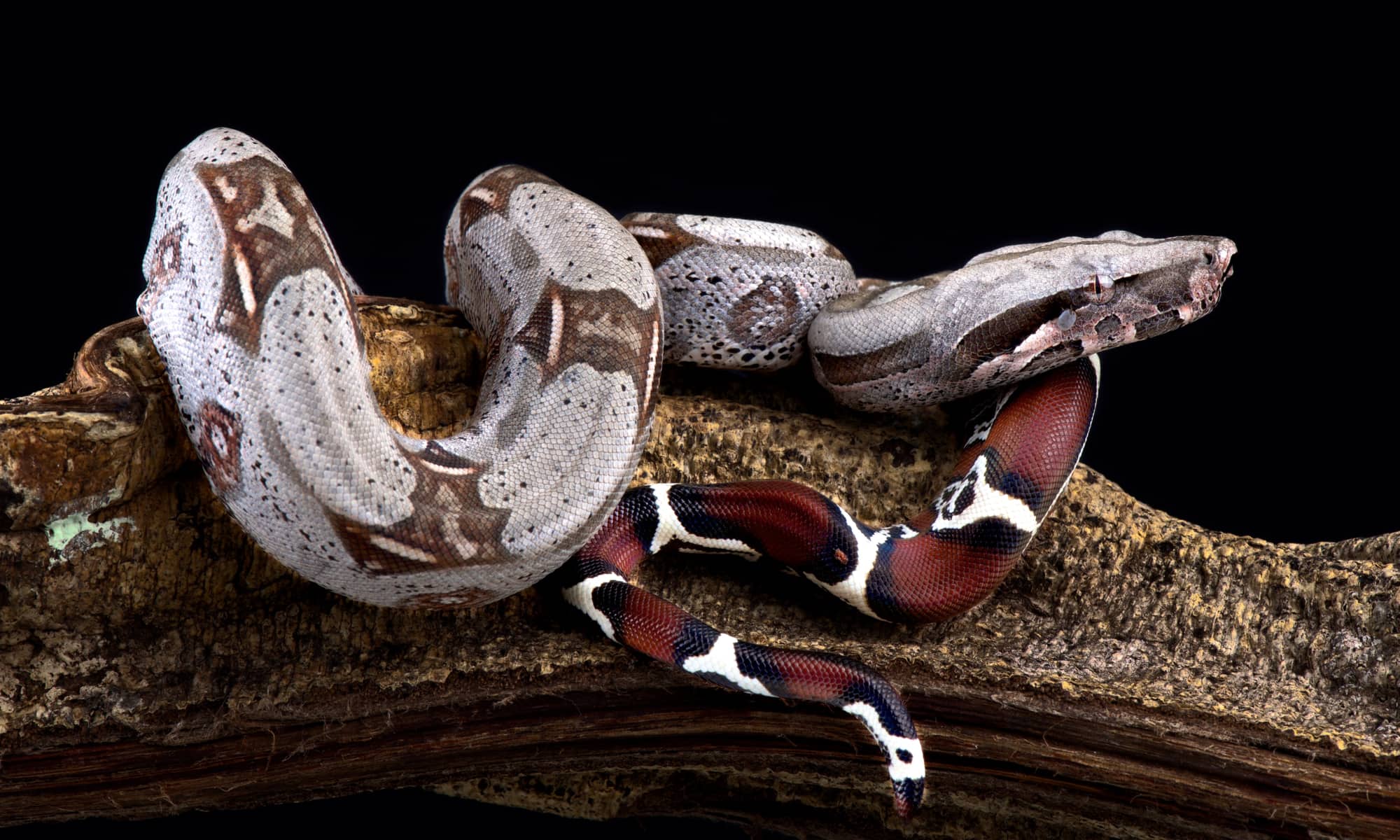 4 Massive Snakes Big Enough to Swallow a Human Whole