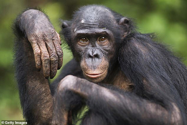 If evolution is real, why are there still monkeys? Scientists reveal ...