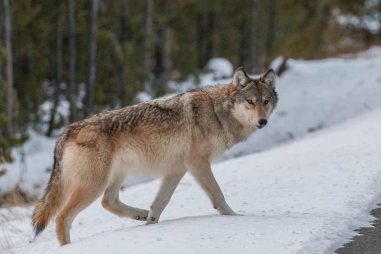 What Do Wolves' Howling in Yellowstone Mean? Scientists Use AI to ...