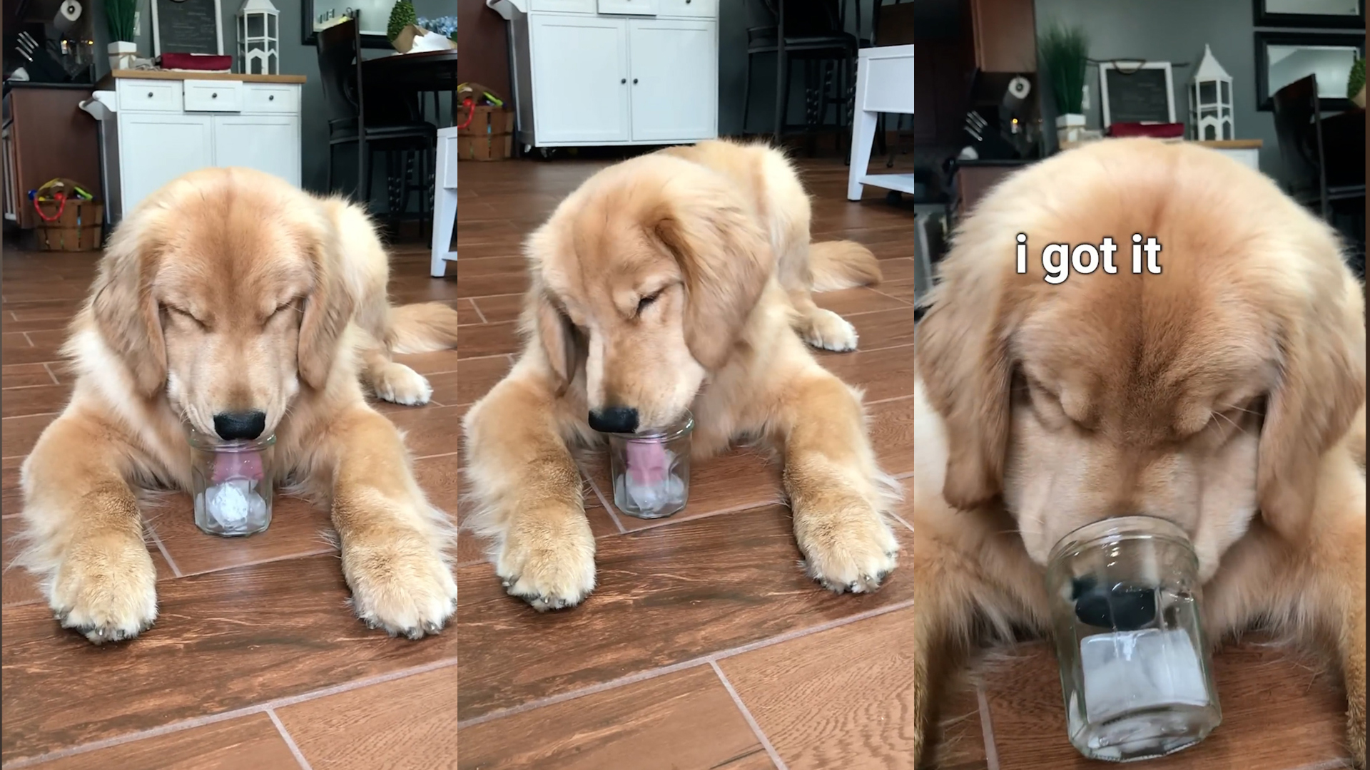 Dog Figuring Out Ice Cubes in Jar