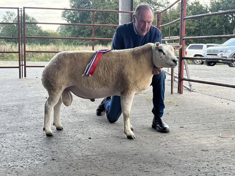 Two Beltex Show and Sales in September