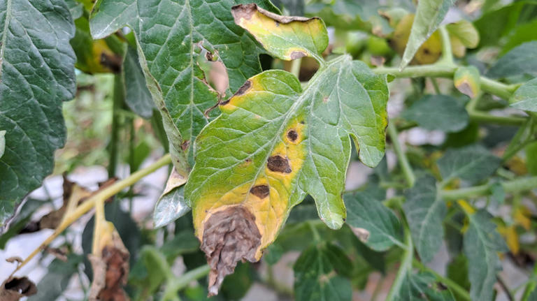 Here's How To Identify And Treat Tomato Blight Before It's Too Late