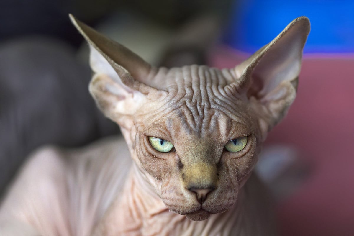 These Cat Breeds Can Be Downright Mean