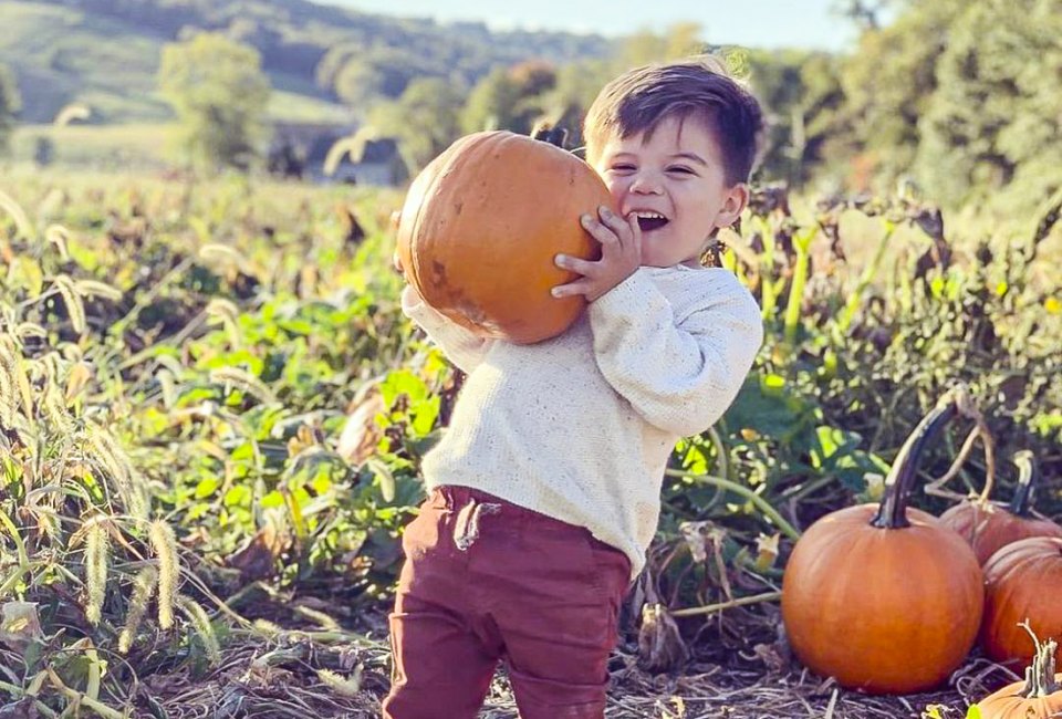 Best Pumpkin Patches Near DC for Picking the Perfect Pumpkin