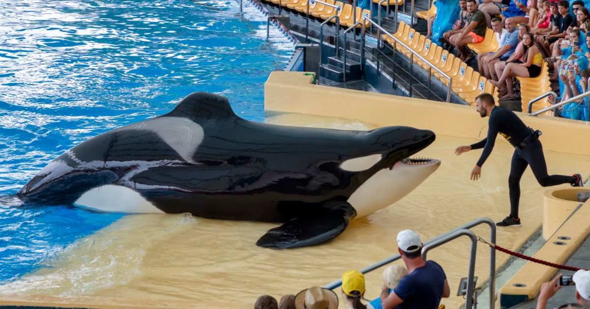 A Killer Whale Learned To Say ‘Hello’ and 'Bye Bye' — and The Sound Is ...