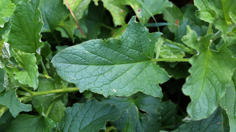 15 Vegetables People Don't Really Eat Anymore