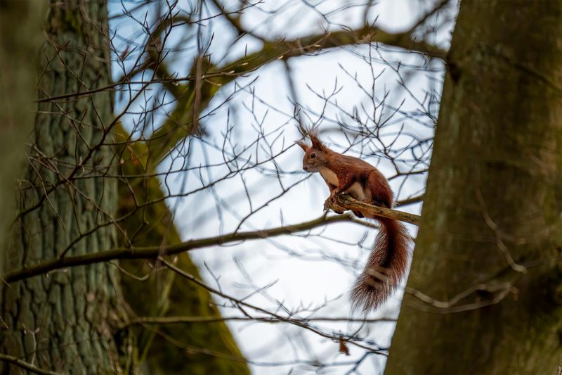 Why That Ball Of Leaves In Your Tree Is Probably Not A Bird Nest