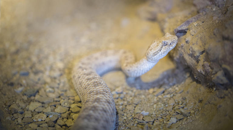 Nevada's Most Snake-Filled Lakes, Rivers, And Reservoirs Every Outdoor ...