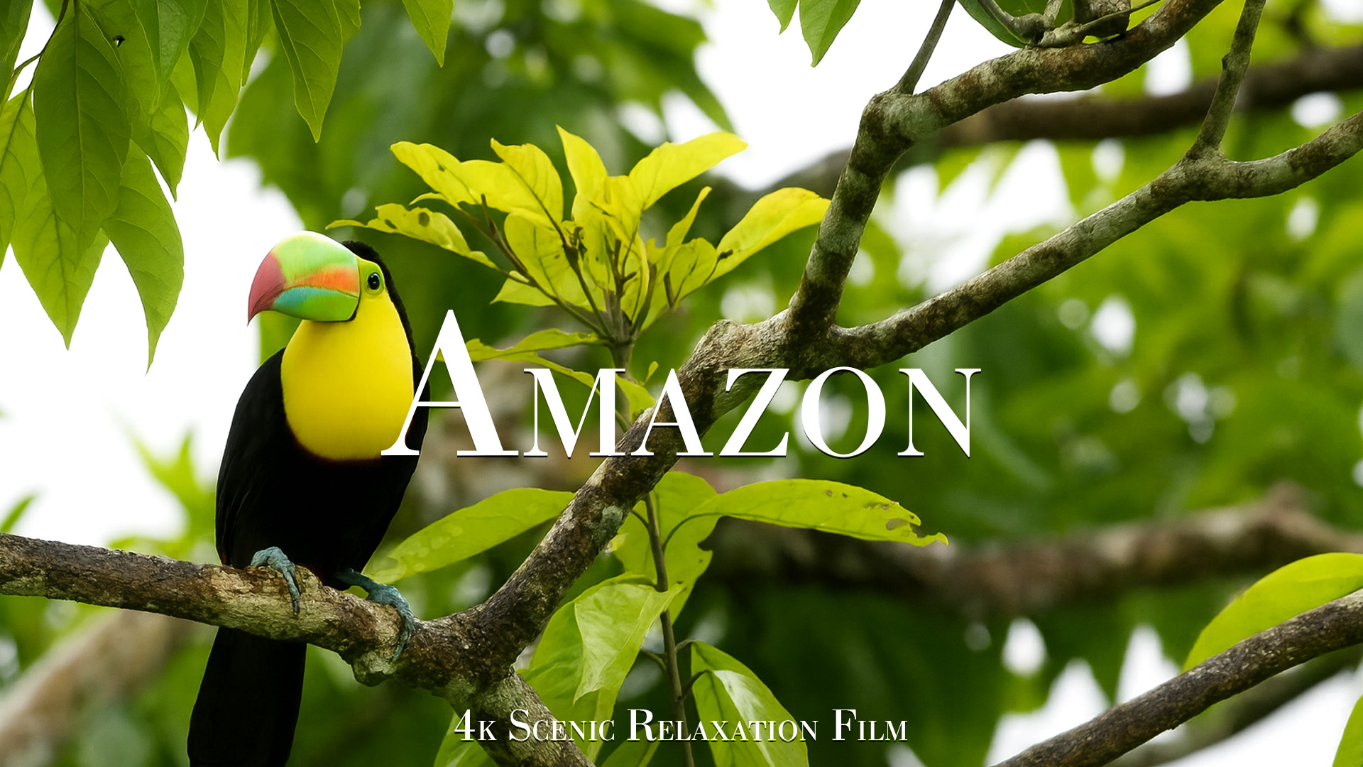 Descubre el Amazonas: paisajes y fauna en 4K