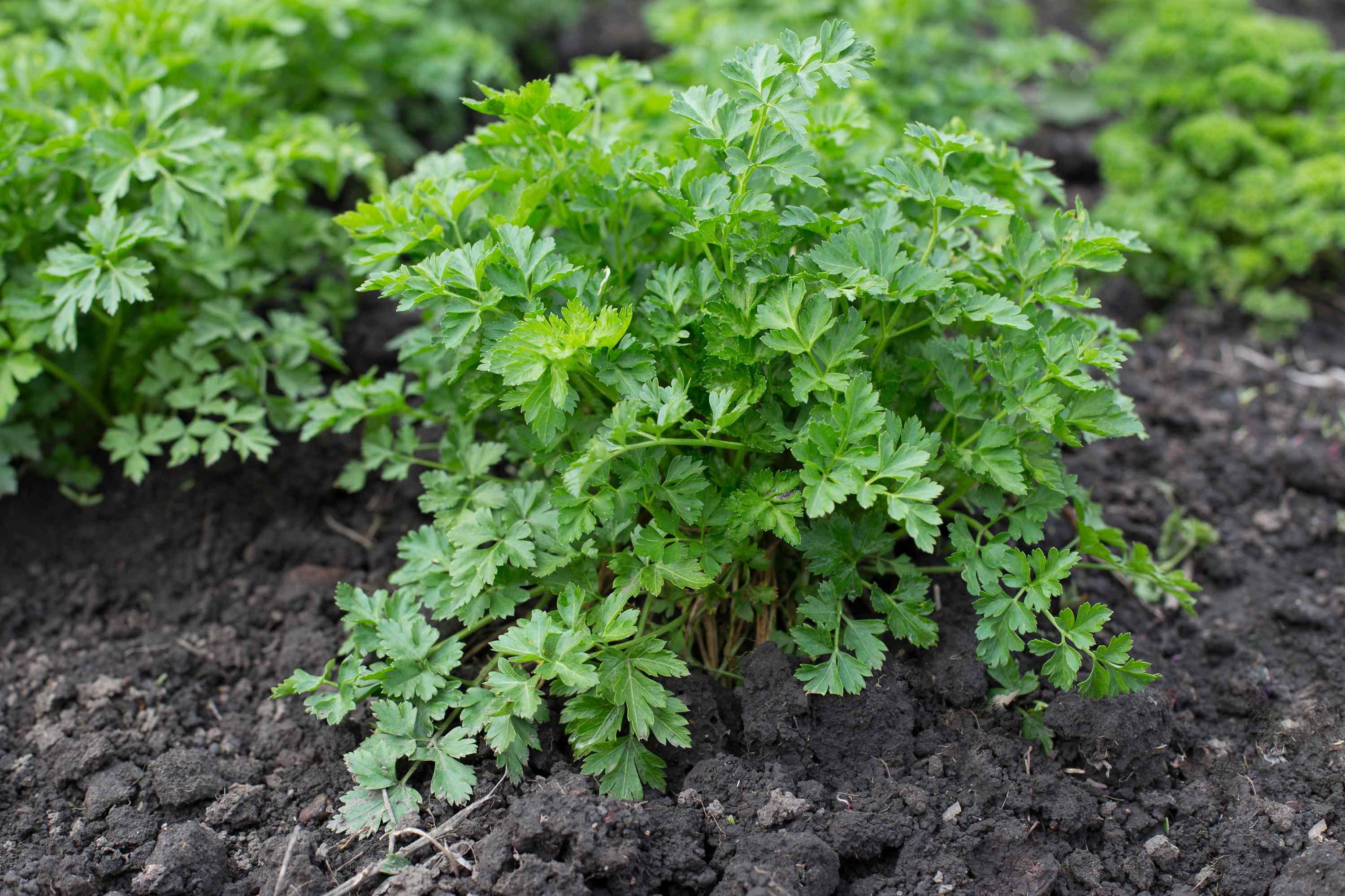 How To Harvest Parsley The Right Way So It Keeps Growing Back