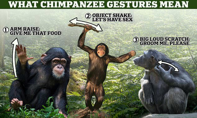 If evolution is real, why are there still monkeys? Scientists reveal ...