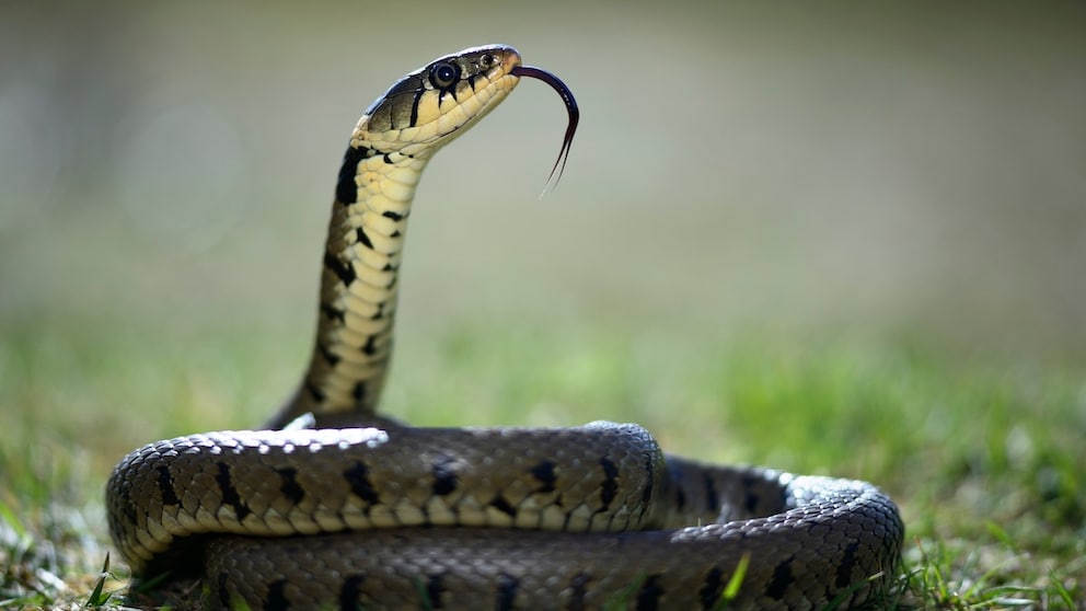 What You Need to Know About the Grass Snake