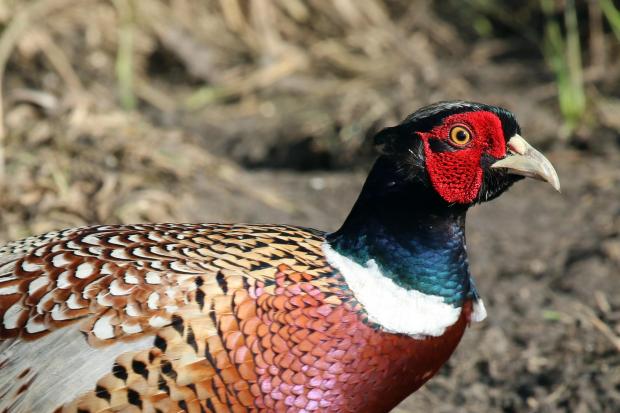 Three men chased on foot by police following report of pheasant poaching