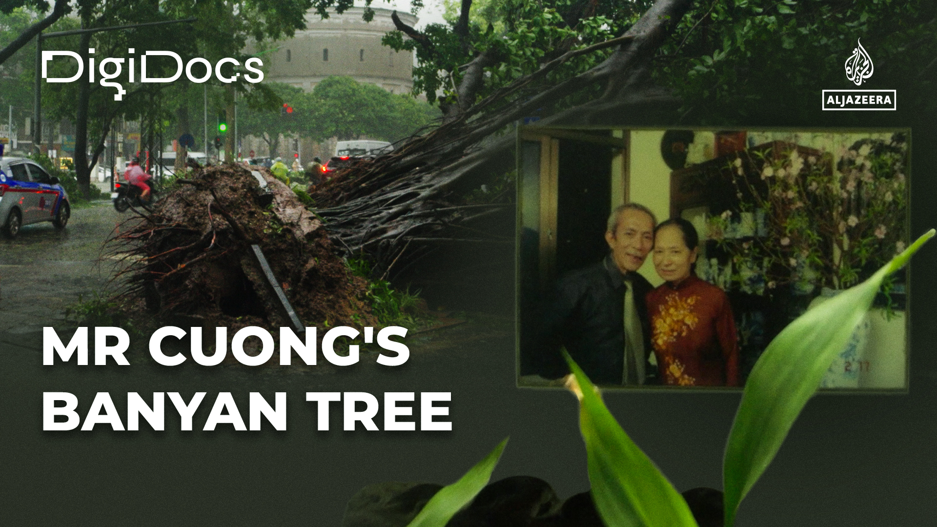 Mr Cuong’s Banyan Tree: Life in Vietnam One Year After Typhoon Yagi