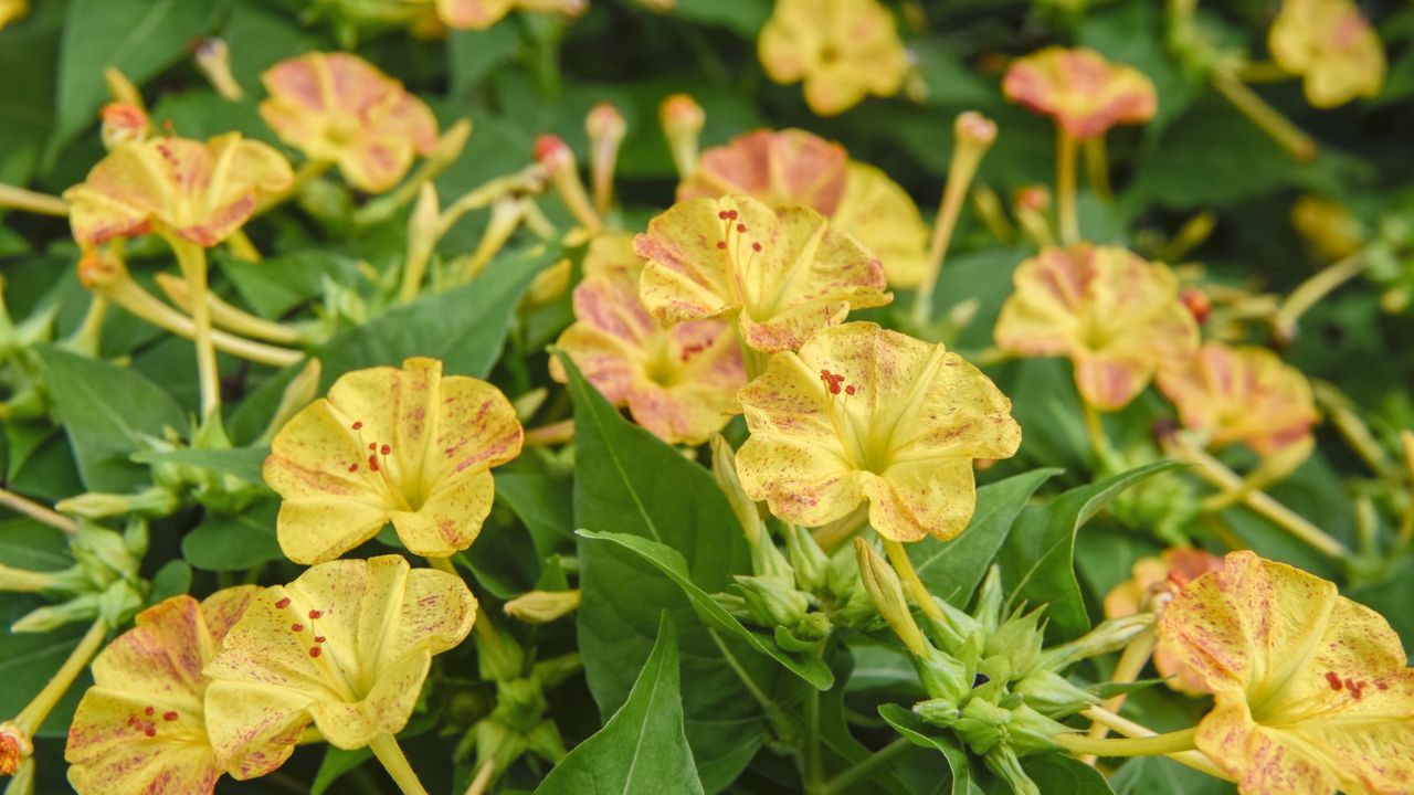 How to grow four o'clock plants – for spectacular, sweet-smelling ...